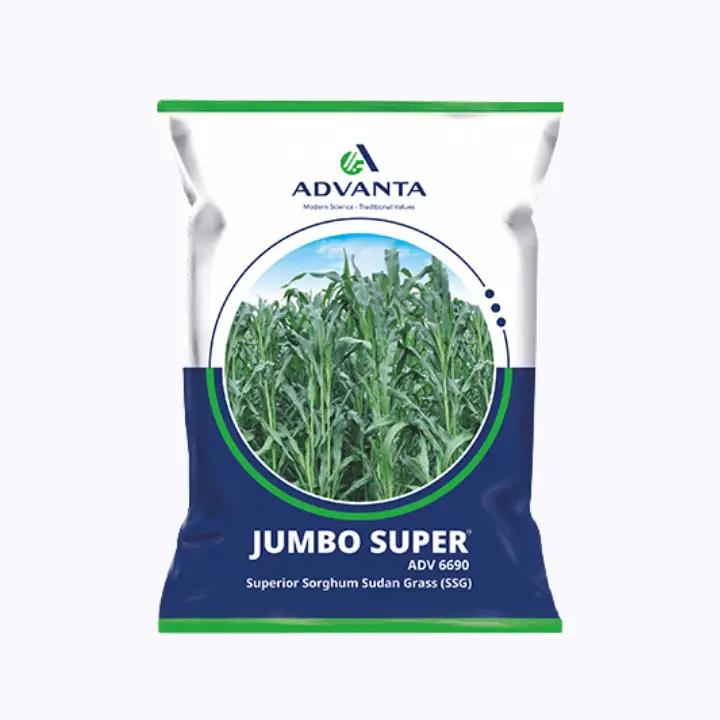 Buy Advanta Jumbo Super Seeds – High-Yield Fodder for Nutritious Animal ...