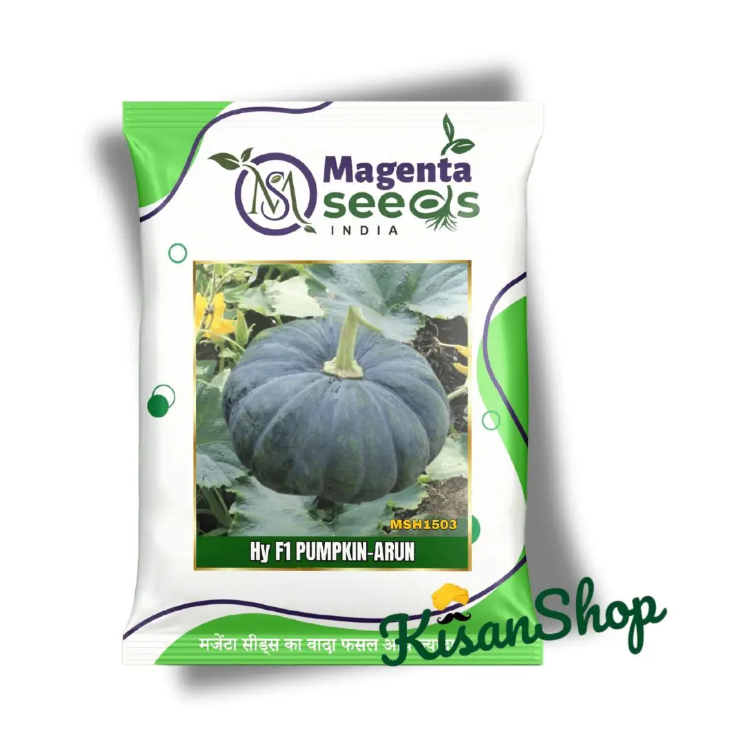 Buy Arun (MSH1503) F1 Hybrid Pumpkin Seeds – High Yield and Excellent ...