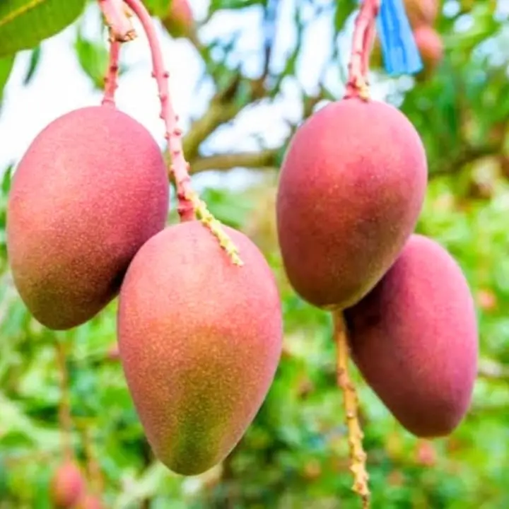 Buy Arunima Mango Plant – Sweet and Juicy Mangoes in 3-4 Years | Kisa...