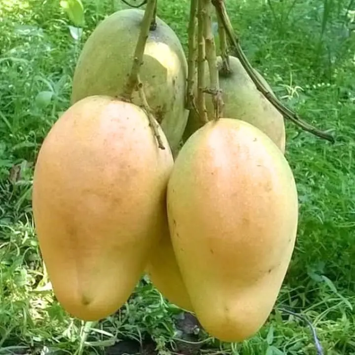 Choose Bari 11 Mango Plants to enjoy delicious mangoes and enhance your ...