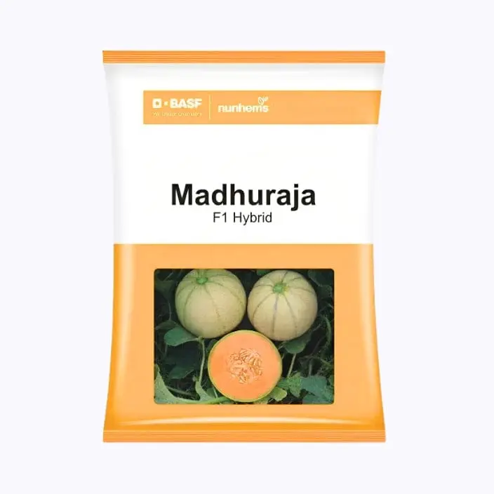 Buy BASF Nunhems Madhuraja Muskmelon Seeds - Round, Creamy Grey Rind...