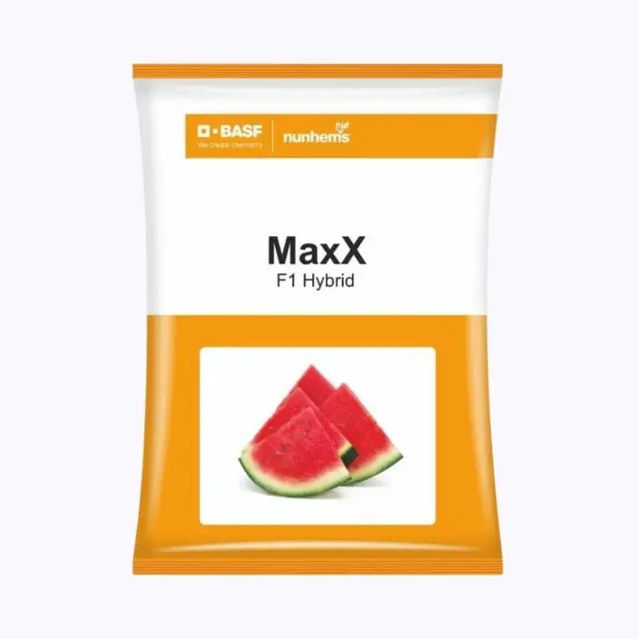 Buy BASF Nunhems Maxx Watermelon Seeds - Grow Deep Red, Oval Elongate...