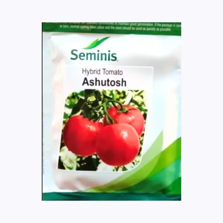 Buy Bayer Seminis Ashutosh Tomato Seeds: High-Yield, Transport-Friendly ...