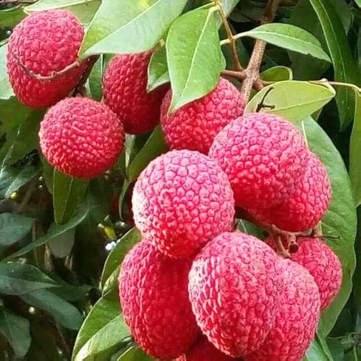 Buy China 3 Litchi Plants for Sweet and Juicy Fruits - KisanShop