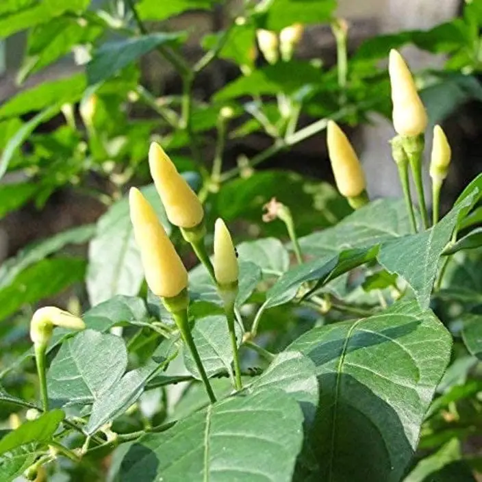 Buy Golden Hills African Bird White Kanatari Chilli Seeds – Unique ...
