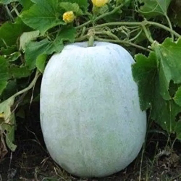 Buy Golden Hills Ash Gourd Seeds for High-Quality, Nutritious Produce...