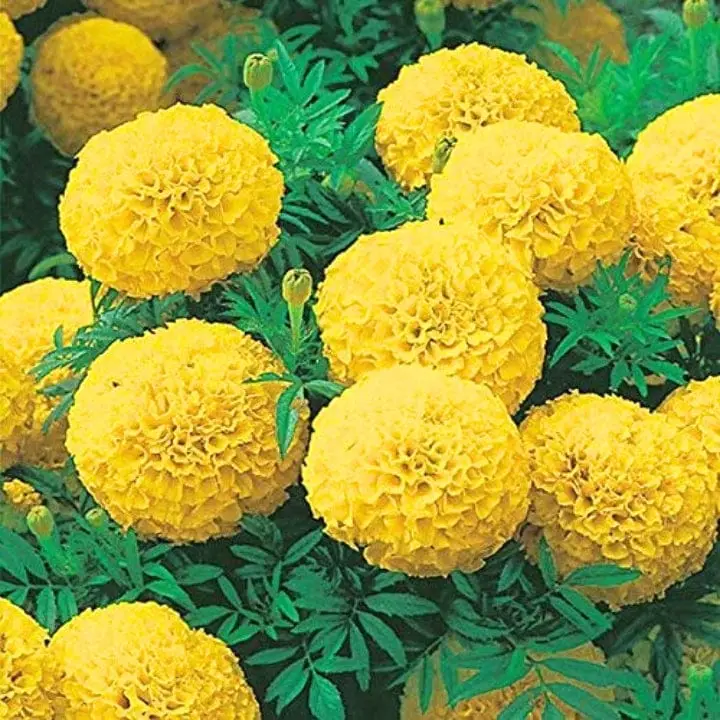 Buy Golden Hills French Yellow Marigold Seeds online at Best Price ...