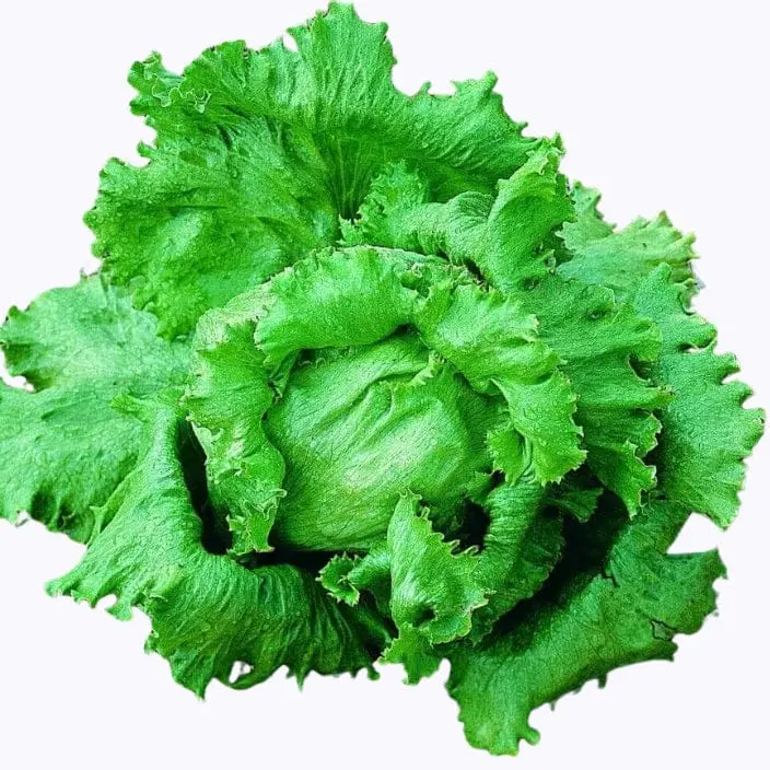 Buy Golden Hills Lettuce Great Lakes Seeds for Premium Quality Lettuc...