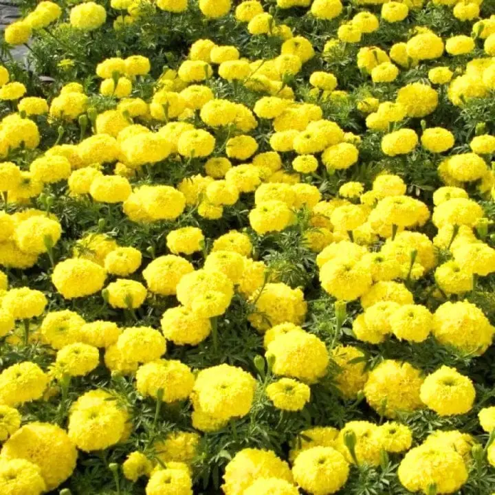 Buy Golden Hills Marigold Dbl Dwarf Yellow F2 Flower Seeds - KisanShop