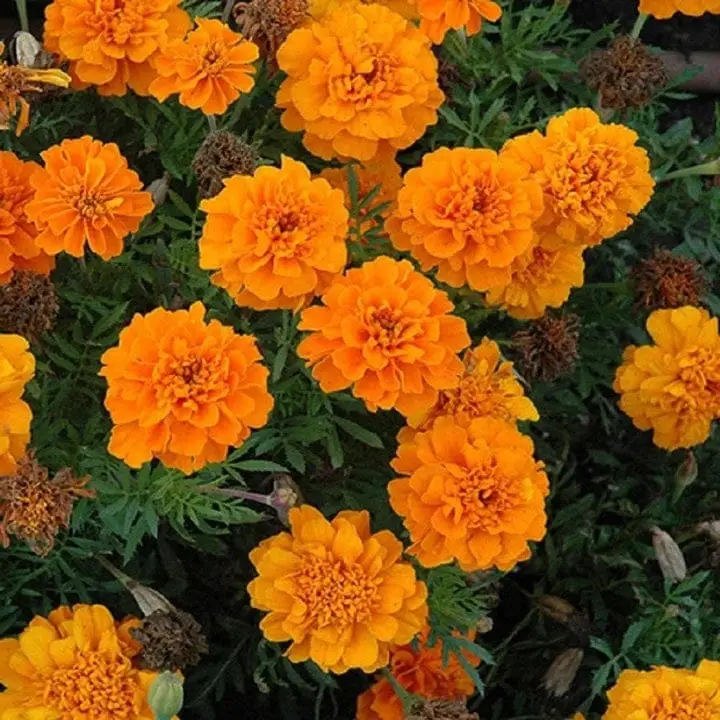 Buy Golden Hills Marigold Gulzafri Orange Flower Seeds at Best Price ...