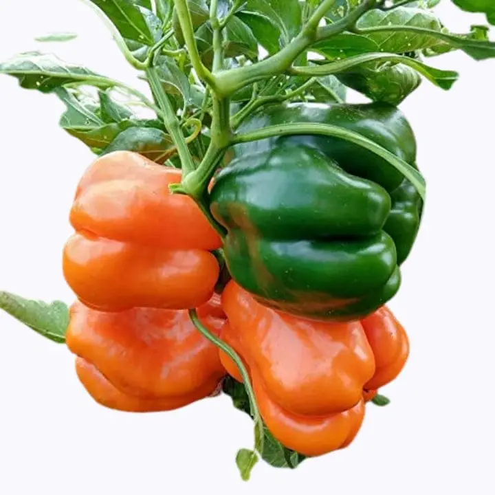 Buy Golden Hills Orange Capsicum/Bell Pepper Seeds for Colorful Gardens ...