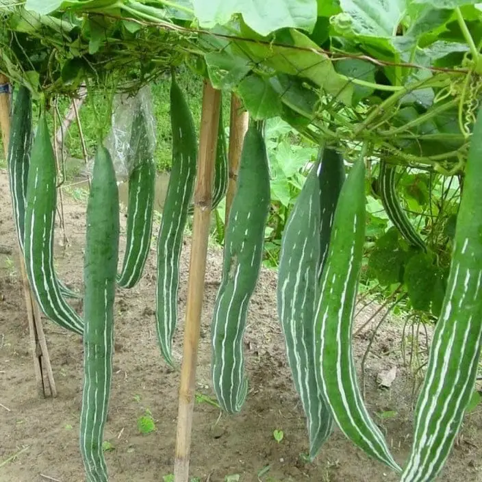 Buy Golden Hills Snake Gourd Green Long Seeds for Lush, Lengthy Harvests - KisanShop