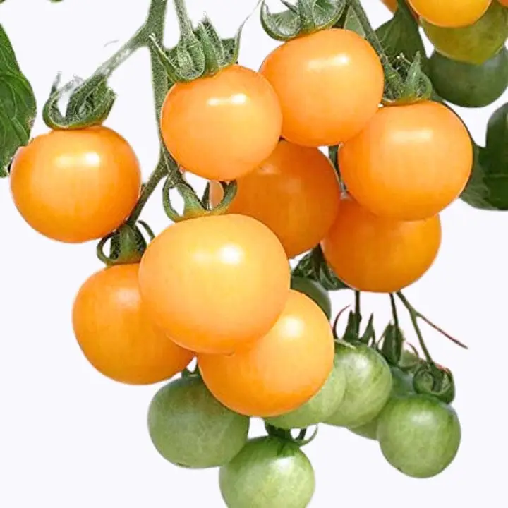 Buy Golden Hills Yellow Cherry F1 Gold Currant Tomato Seeds - KisanShop