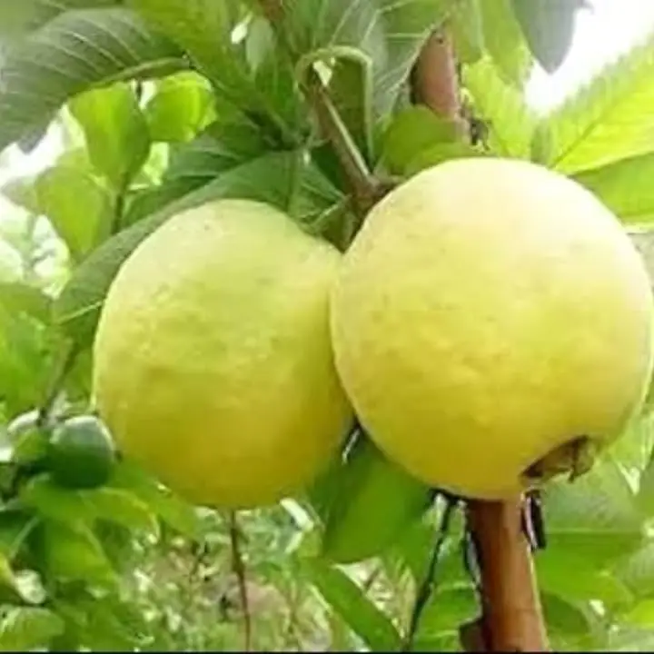 Buy Grafted Golden 8 Guava Fruit Plant – Early Fruiting, Golden Yellow ...