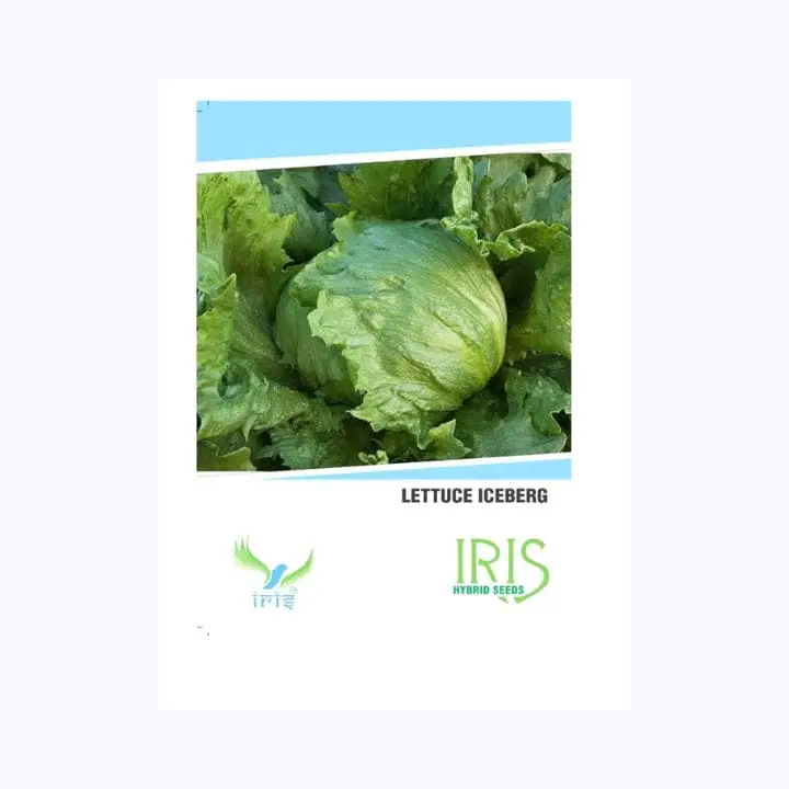 Buy Iris Lettuce Iceberg Seeds Online - Crisp & Fresh - KisanShop