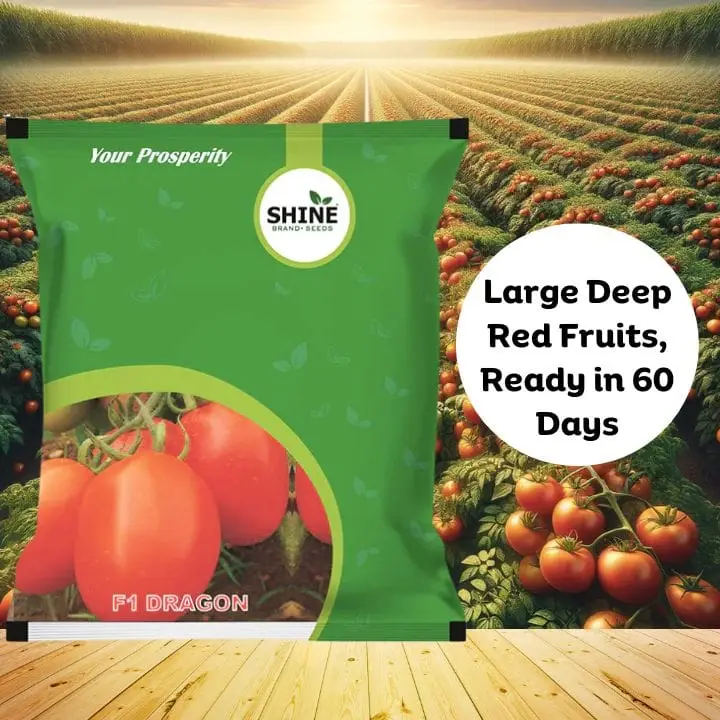 Buy Shine Dragon Tomato Seeds - Resilient & High Yielding | KisanShop